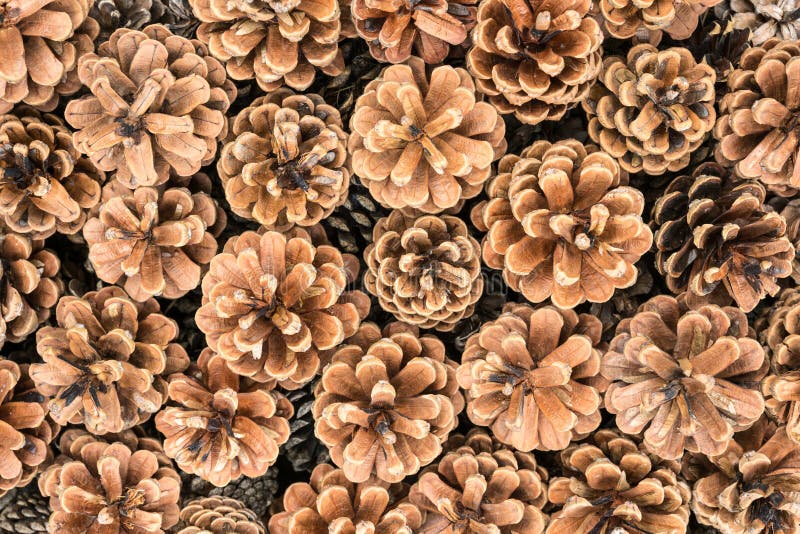 Closeup Background Texture Photo of Dried Pine Cones Stock Photo ...