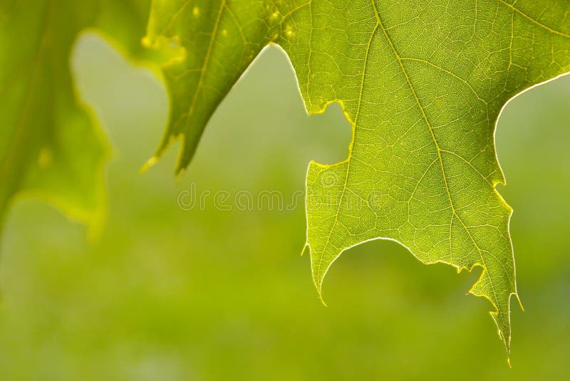 Closeup of Backlit Oak Tree Stock Photo - Image of trunk, backlit: 3061718