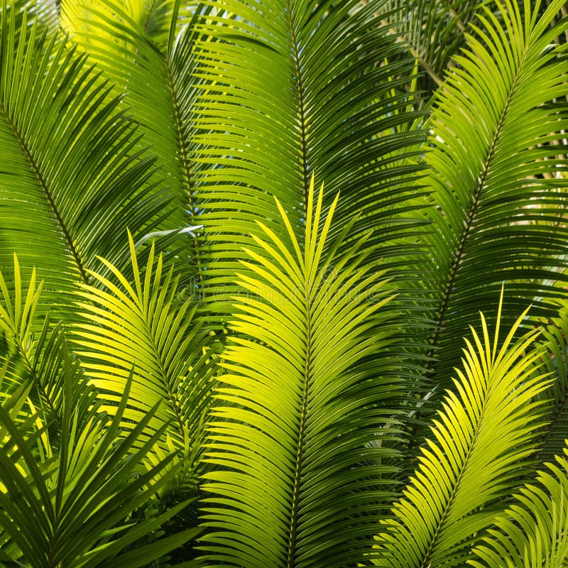 Palm Palm fronds stock photo. Image of blue, tree, cloudy - 134842