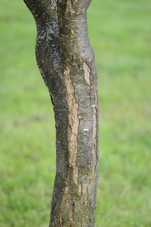 Cracked Bark on a Tree in an Orchard Stock Image - Image of orchard ...