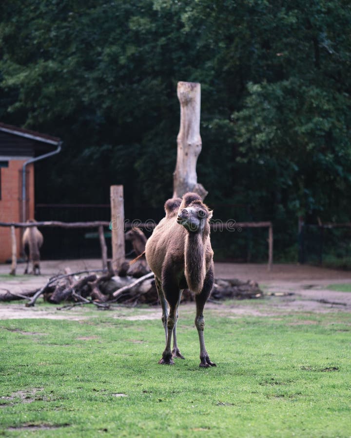 Closeup of a Bactrian Camel Walking Against the Trees in a Zoo, a ...