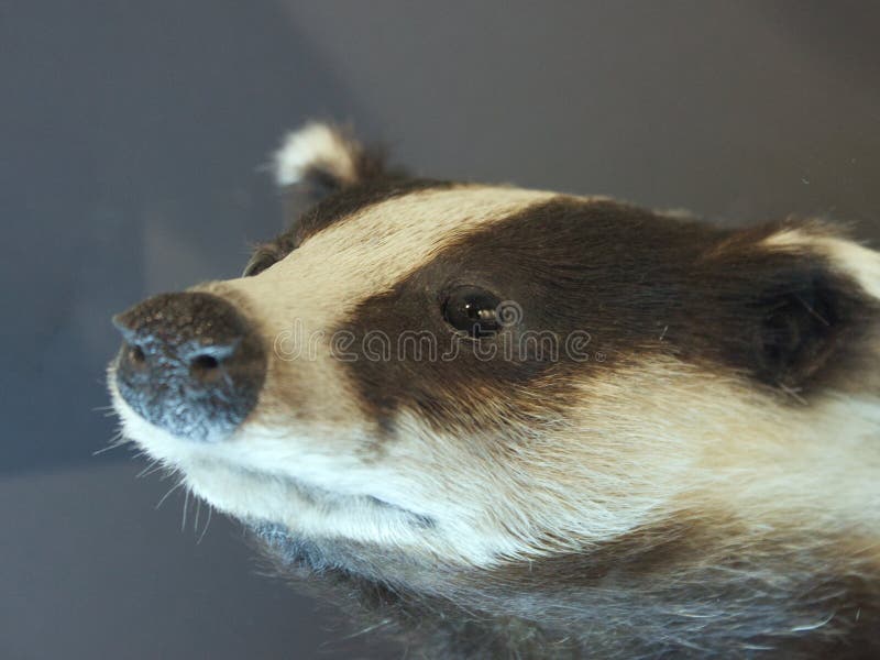 Closeup of a Badger Head, Meles Meles Stock Photo - Image of face ...