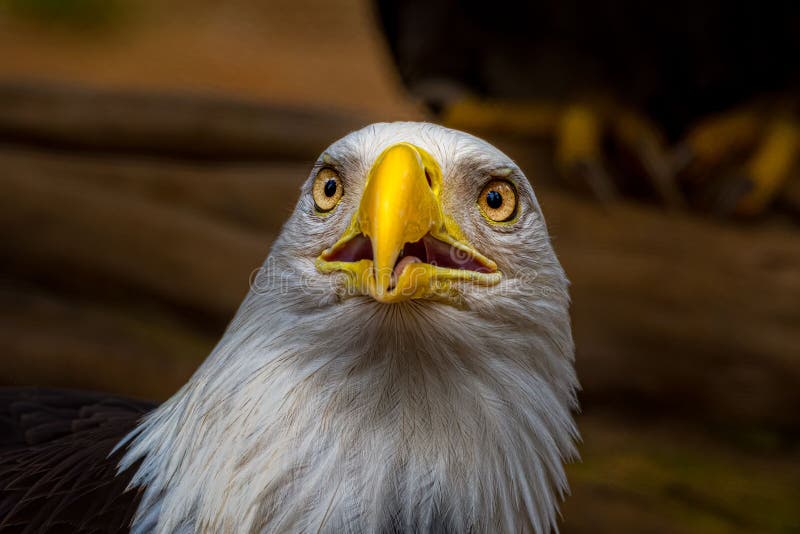 Closeup of a Bald Eagle Face on a Blurred Background Stock Image ...