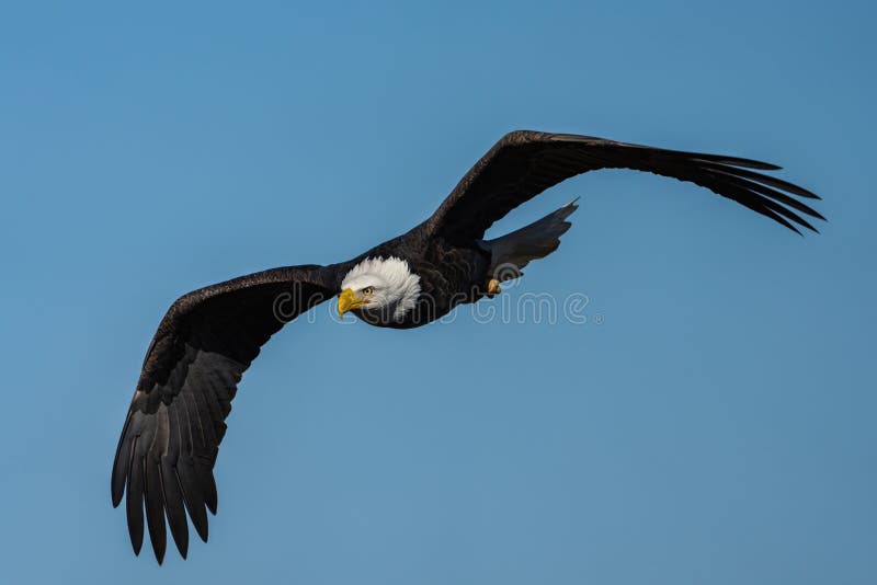 Closeup of a Bald Eagle in Flight Stock Photo - Image of beak, beasts ...