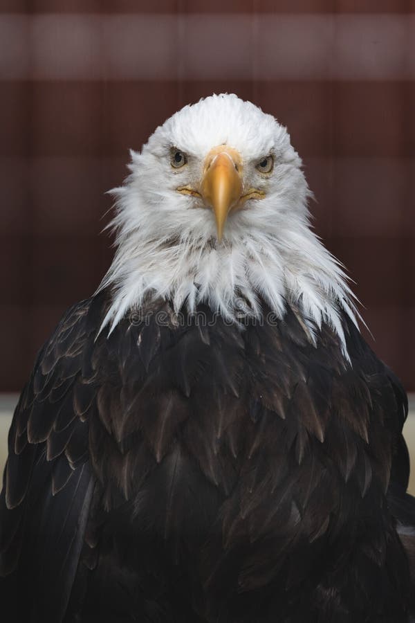 134 Bald Eagle Flying Camera Stock Photos - Free & Royalty-Free Stock ...