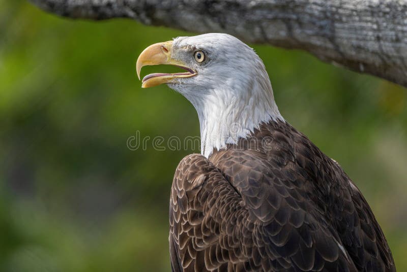 Closeup of a Bald Eagle Looking into the Distance. Stock Photo - Image ...