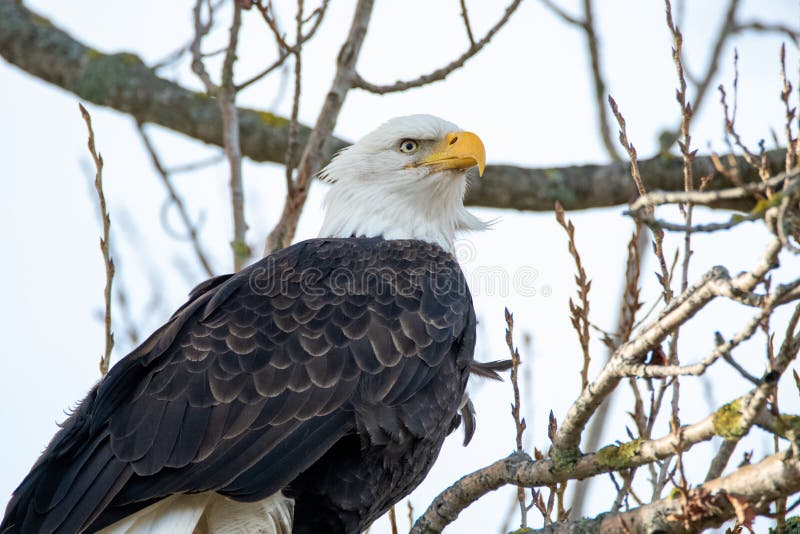 A Closeup of a Bald Eagle Perching on the Branch. Stock Image - Image ...