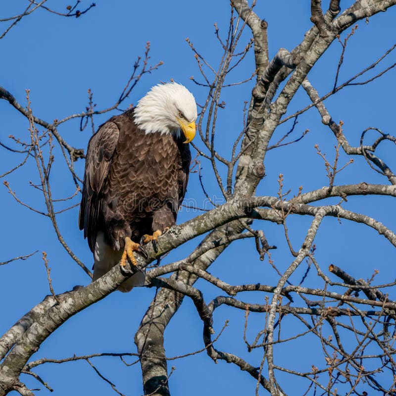 Closeup of a Bald Eagle Perching on the Leafless Tree Branch with a ...