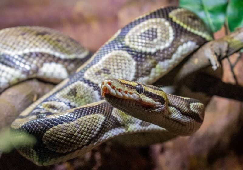 Closeup of the Ball Python Also Called the Royal Python. Stock Photo ...