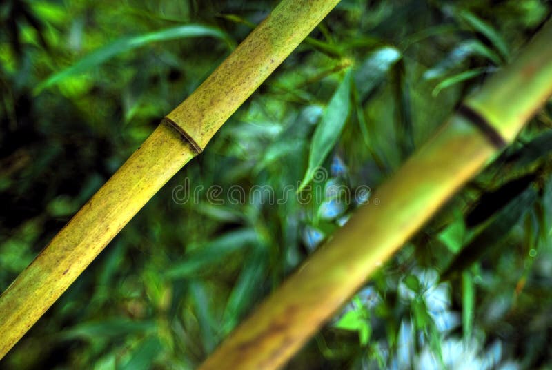 Bamboo stalks stock image. Image of nature, stalks, plant - 30003677