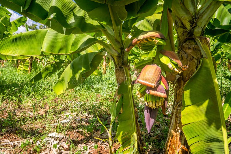 Giant Cavendish Stock Photos - Free & Royalty-Free Stock Photos from ...