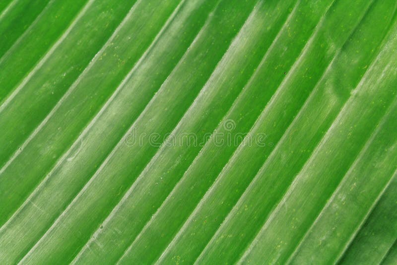 Closeup of Banana Leaf Texture Stock Image - Image of creative, life ...
