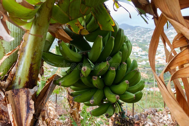 Closeup of Bananas on the Trees in Madeira Stock Image - Image of ...