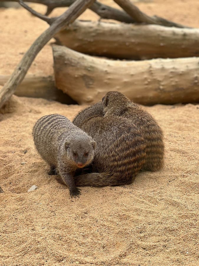 Closeup of Banded Mongooses Sitting on a Sand Stock Image - Image of ...