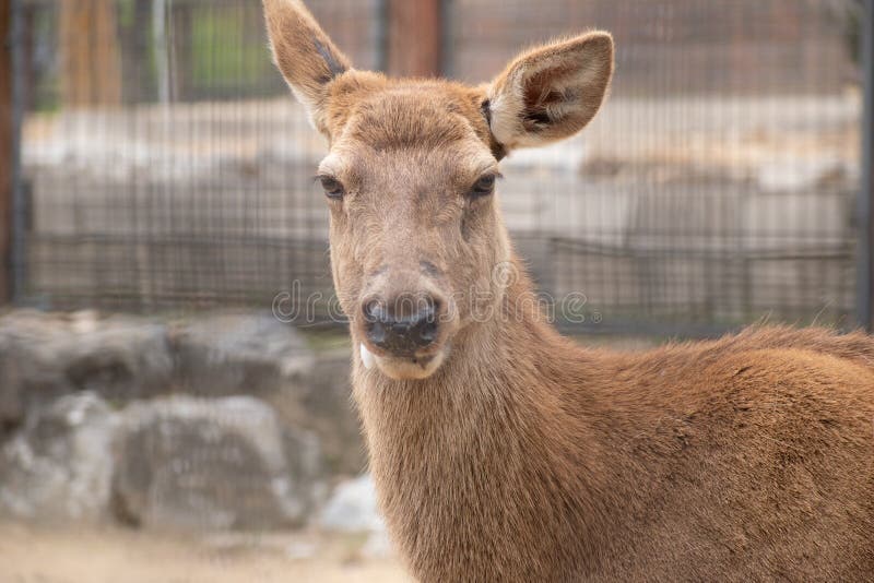 A Closeup of a Barasingha Deer Stock Photo - Image of animal, portrait ...