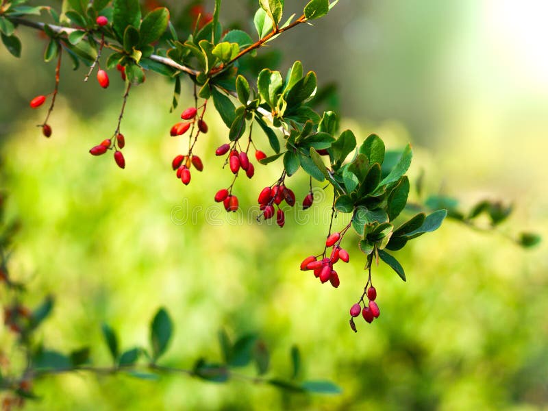 Closeup of barberry shrub stock image. Image of agriculture - 351957507