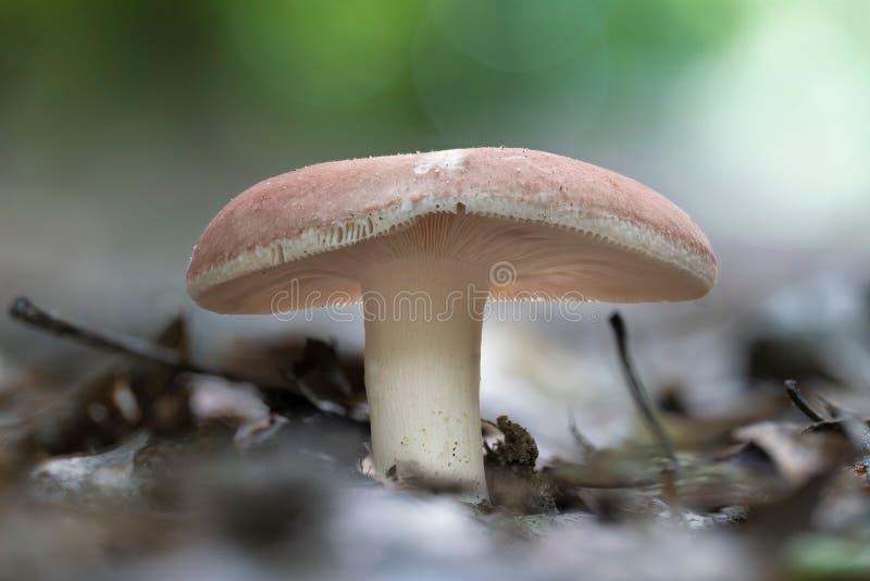 Closeup of a Bare-toothed Russula Mushroom (Russula Vesca) Stock Image ...