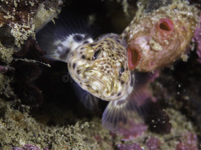 Closeup of a Barehead Goby Facing the Camera Stock Image - Image of ...