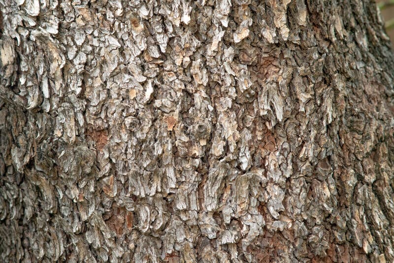 Closeup of the Bark of Hairy Keruing Tree with Rough Texture. Stock ...