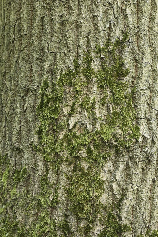 Bark of an Oak tree stock photo. Image of reddish, textures - 160093516