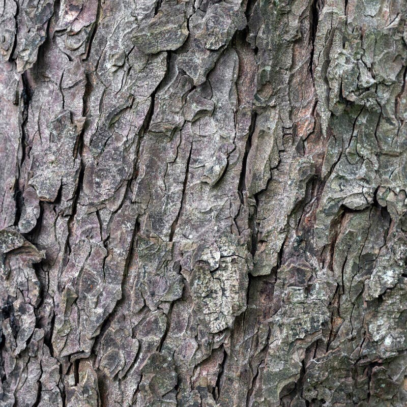 Closeup of Bark on Old Fat Chestnut Tree Stock Image - Image of plant ...