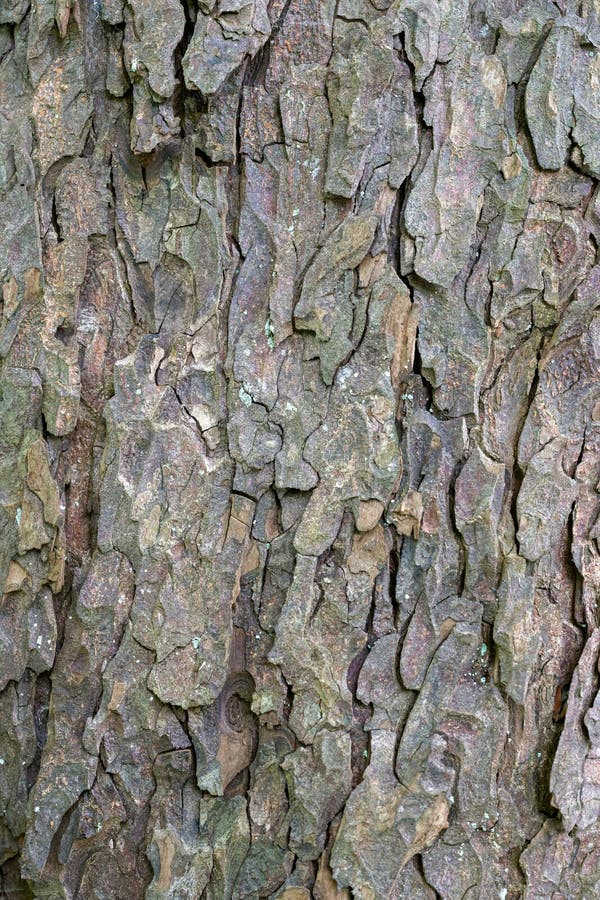 Closeup of Bark on Old Fat Chestnut Tree Stock Image - Image of forest ...