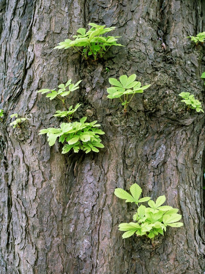 Closeup of Bark on Old Fat Chestnut Tree Stock Image - Image of forest ...