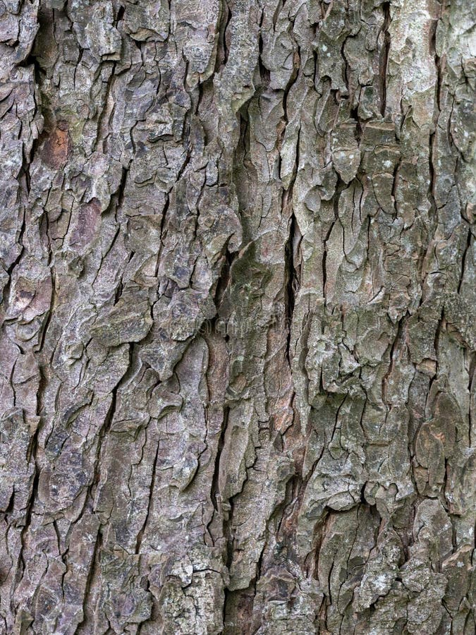Closeup of Bark on Old Fat Chestnut Tree Stock Image - Image of nature ...