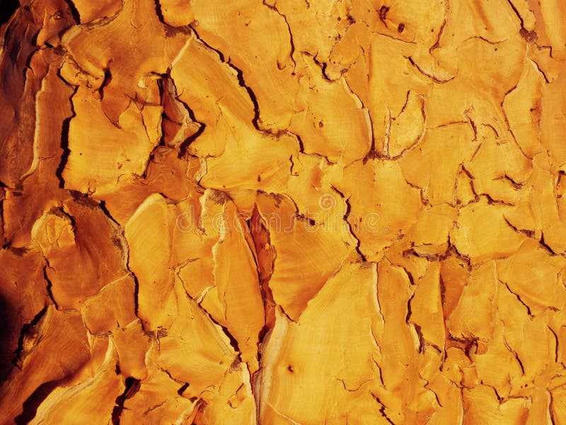 Closeup of the Bark of a Quiver Tree during Sunset Stock Image - Image ...
