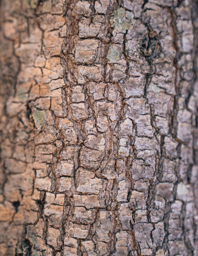A Closeup of a Bark on a Tree Trunk, with the Bark Exposed Stock Image ...