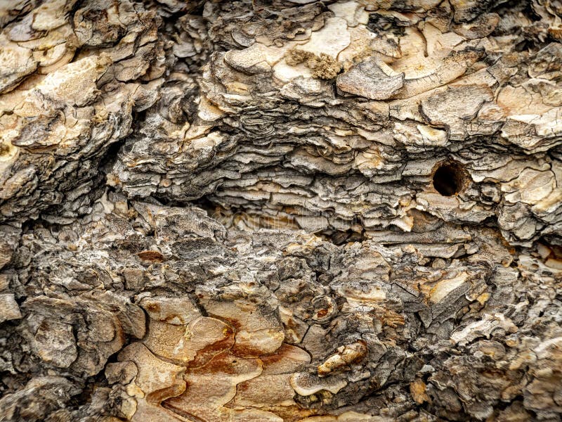 Closeup of Bark on a Tree with a Worm Hole Stock Photo - Image of ...
