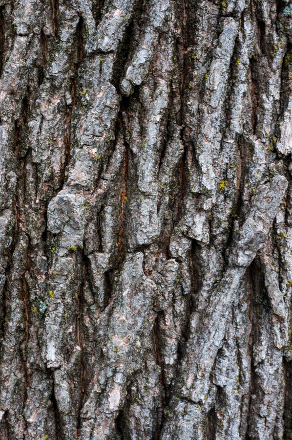 Maple Tree Bark stock photo. Image of abstract, wooden - 316229976