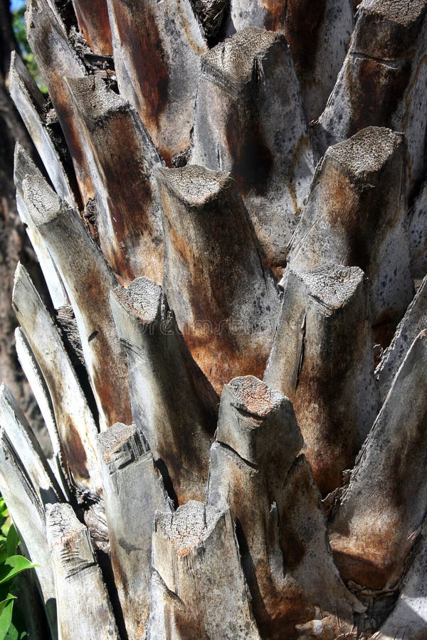 Closeup of Bark on the Trunk of a Palm Tree Stock Image - Image of ...