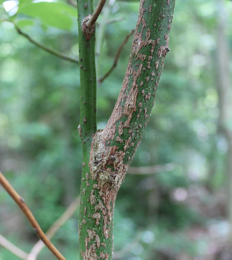 A Closeup on the Bark of a Young Sassafras Tree Stock Image - Image of ...