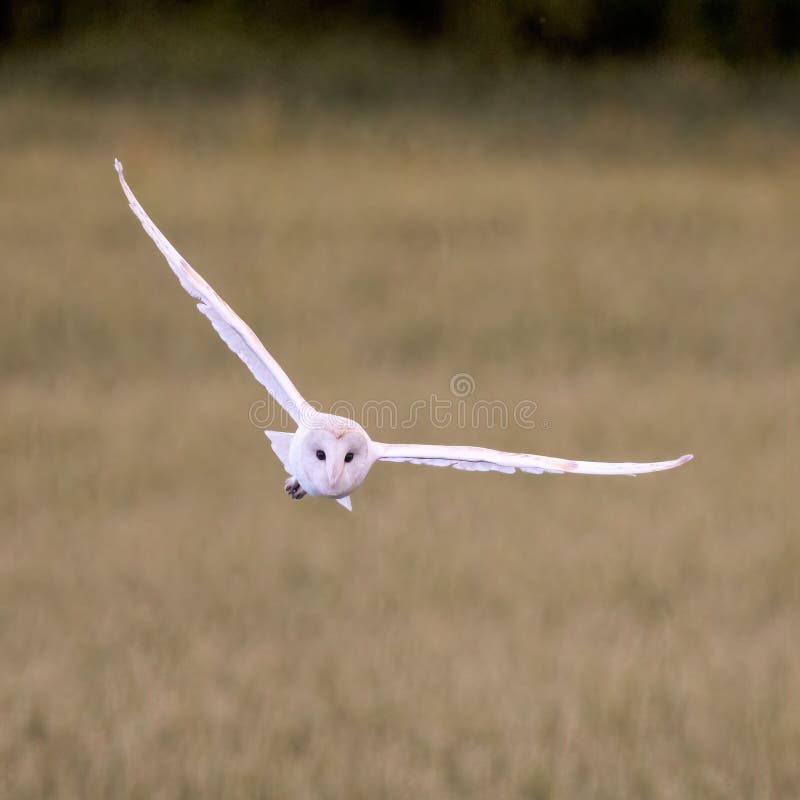 Closeup of Barn Owl during Flight Over Field Stock Photo - Image of ...