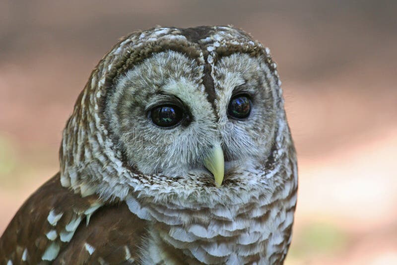 Closeup of a Barred Owl Raptor Stock Photo - Image of nocturnal ...