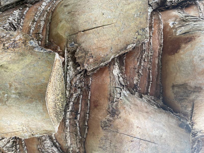 Base Branches of Palm Tree stock photo. Image of closeup - 217670696