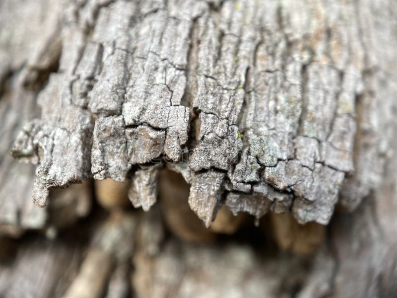 Base Section of Palm Tree stock image. Image of base - 206911327