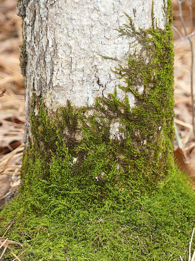 Closeup of the Base of a Tree Trunk Covered in Green Moss Stock Image ...