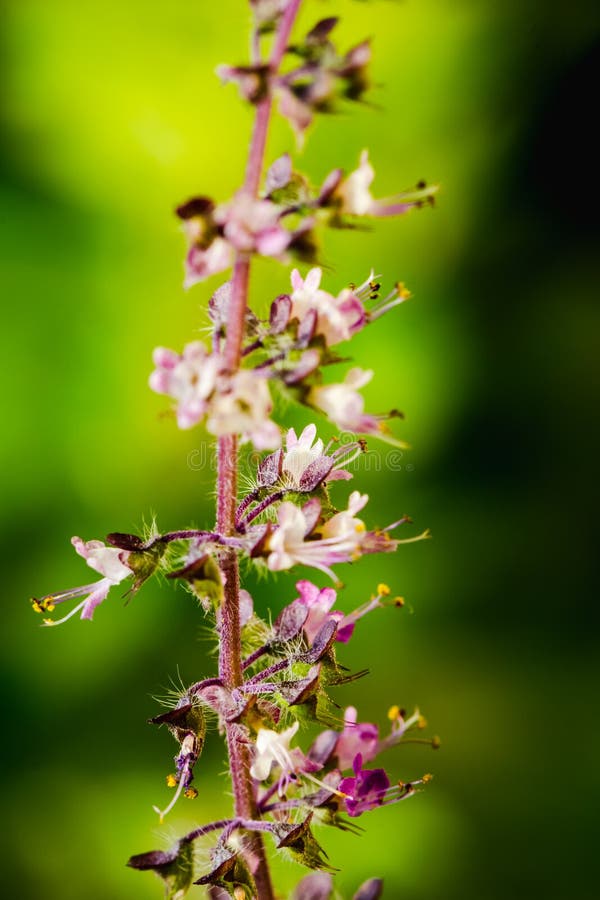 Closeup of Basil flowers stock photo. Image of green - 99445166