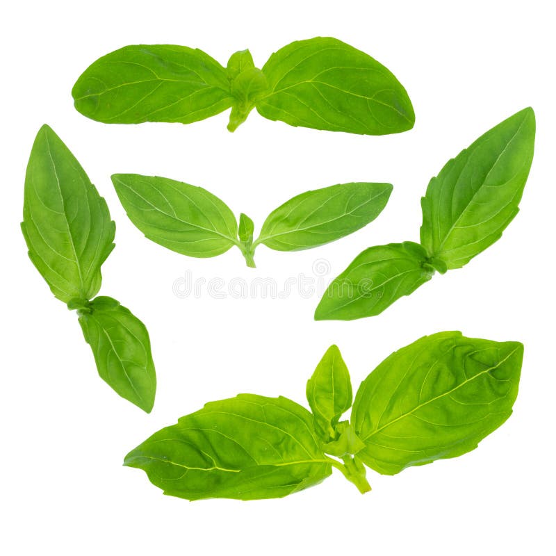 Closeup of Basil Leaves Isolated on White Background. Top View. Flat ...