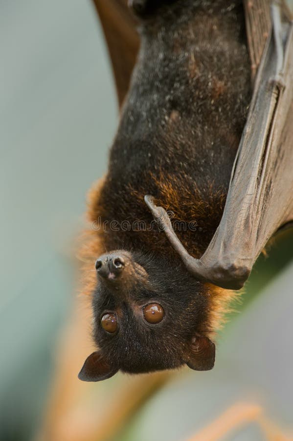Flying fox bat stock image. Image of nature, tioman, tongue - 15447091