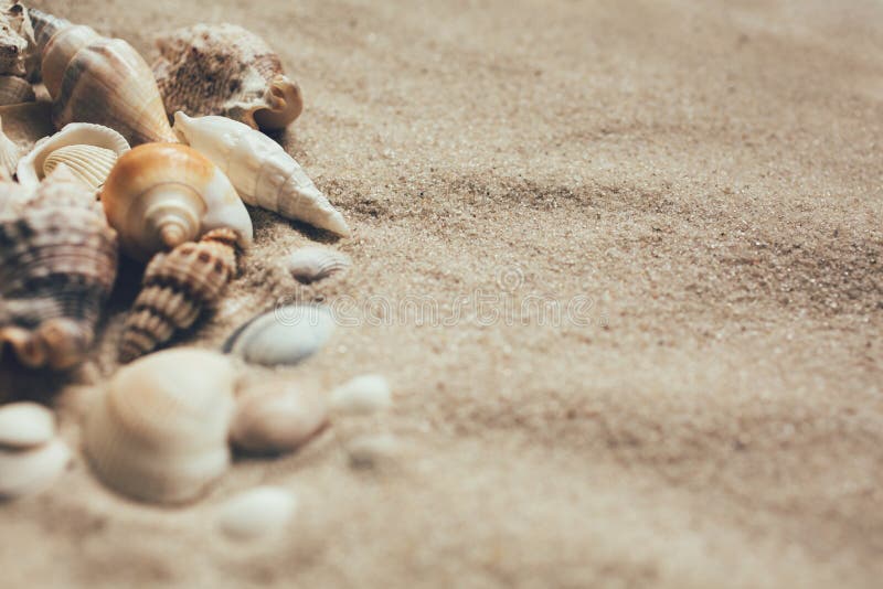 Closeup of Beach Sand with Lots of Sea Shells. Place for Text Stock ...