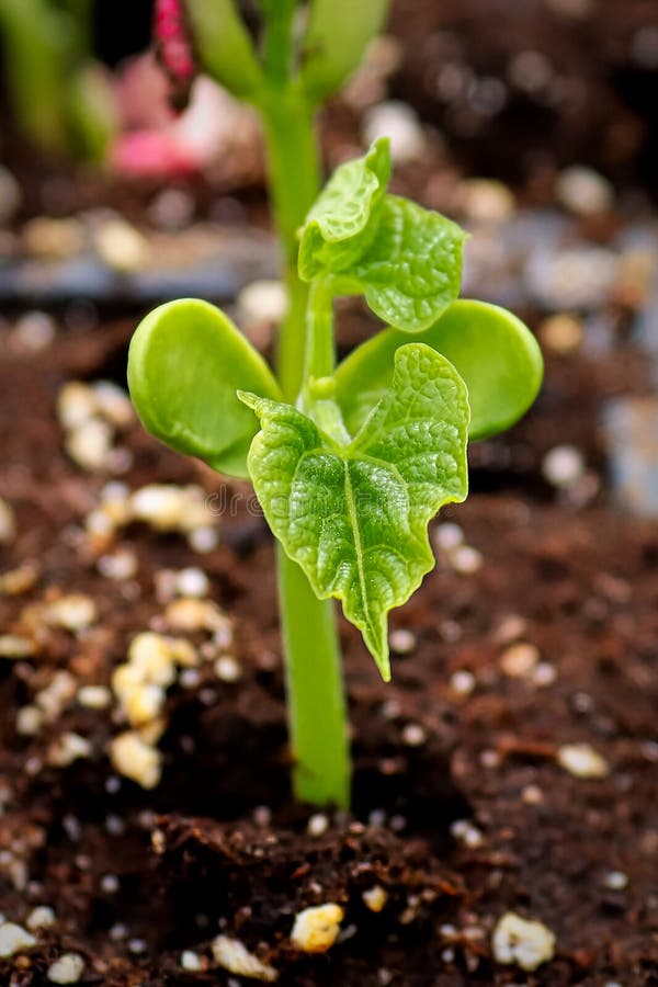Closeup of a Bean Sprouting with Its First Leaves Stock Photo - Image ...