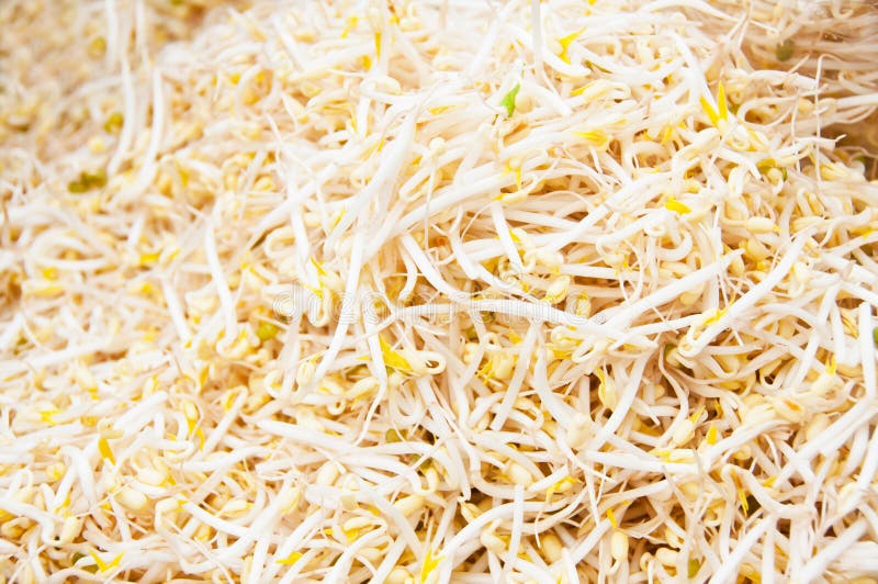 Fresh Bean Sprouts stock image. Image of asian, sprout - 2302303