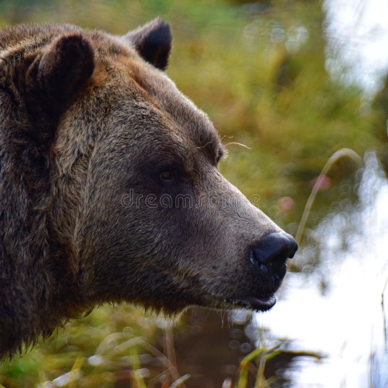 Closeup of a Bear in a Profile by a River Stock Photo - Image of ...