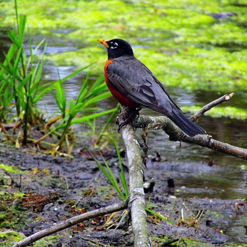 Closeup of a Beautiful American Robin Perched on a Tree Branch Against ...