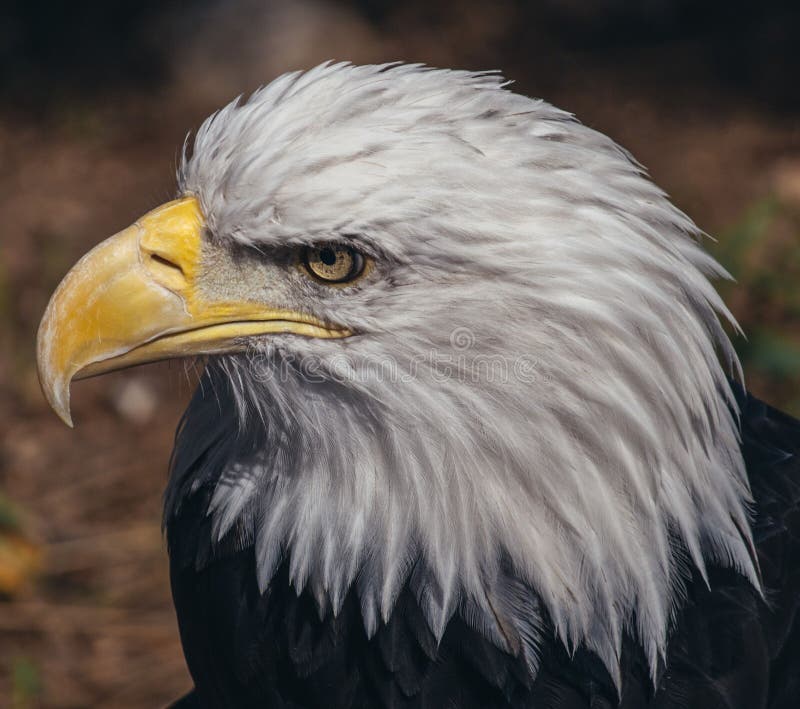 Closeup of a Beautiful Bald Eagle Staring at Something Stock Photo ... Closeup of a Beautiful Bald Eagle Staring at Something Stock Photo ...