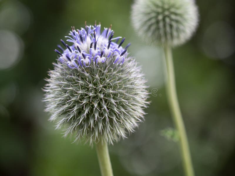 Closeup of the Beautiful Ball Thistle Growing in the Meadow Stock Photo ...