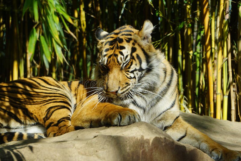Closeup of a Beautiful Bengal Tiger Resting on the Rock. Stock Image ...